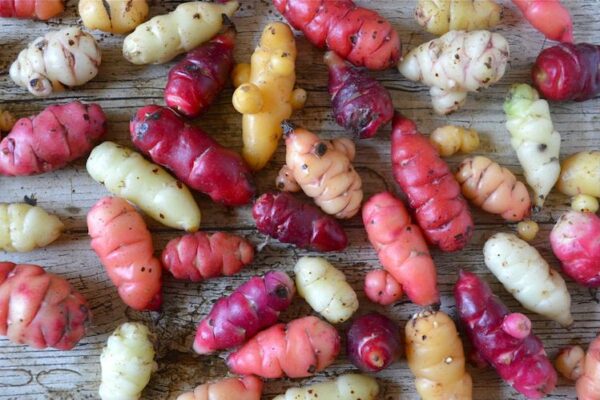 Chilli Roasted Oca With Hedgerow Pesto: Two Recipes for the Price Of ...