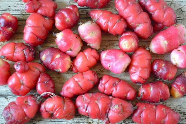 Chilli Roasted Oca With Hedgerow Pesto: Two Recipes for the Price Of ...