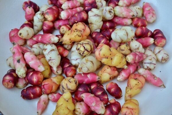 Vegan Oca Peanut Stew with Kale | Tin and Thyme