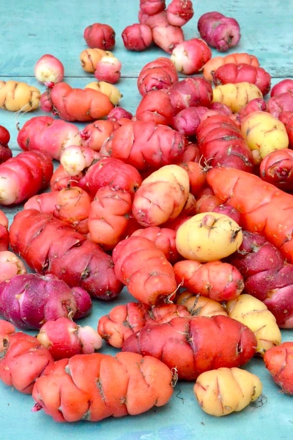 Oca Latkes (Fritters or Pancakes): Two Ways | Tin and Thyme