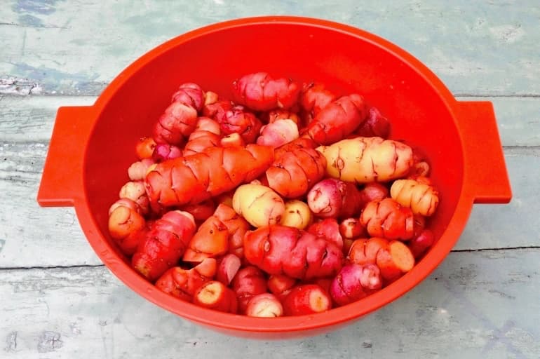 Oca Latkes (Fritters or Pancakes): Two Ways | Tin and Thyme
