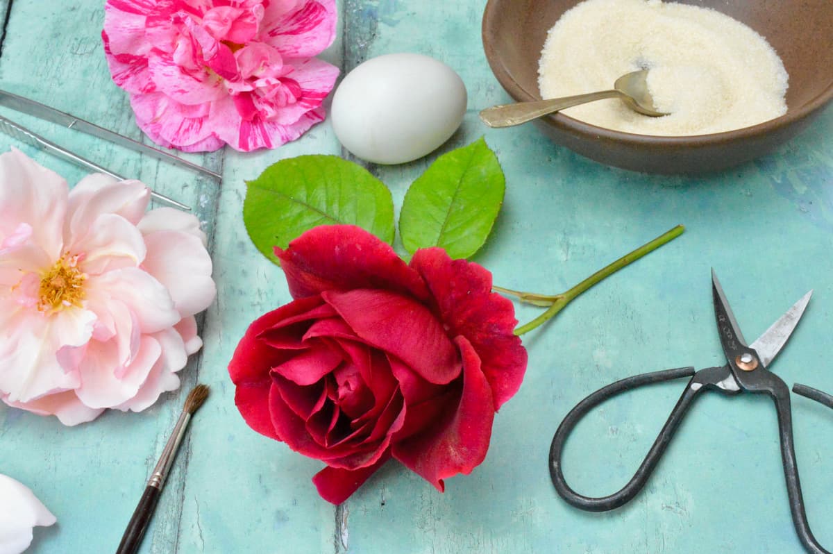 How To Crystallise Flowers | Tin and Thyme