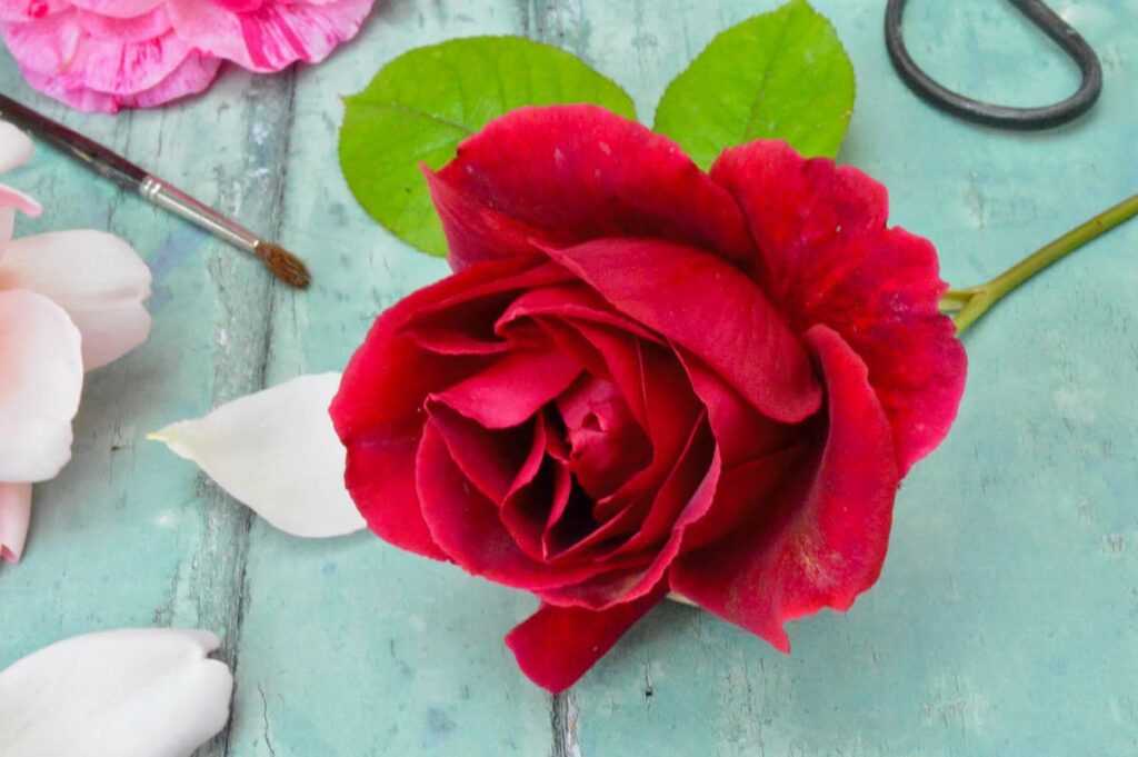 How To Crystallise Flowers | Tin and Thyme