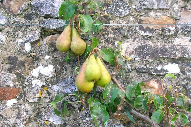 Poached Pears In White Wine | Tin and Thyme