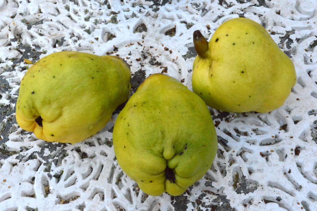 Quince Tart: An Aromatic Autumnal Delight | Tin and Thyme
