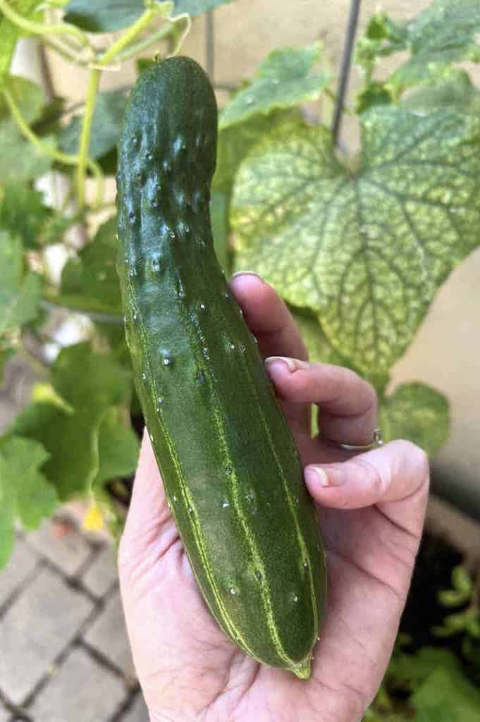 What's In Season In August, September And October | Tin and Thyme